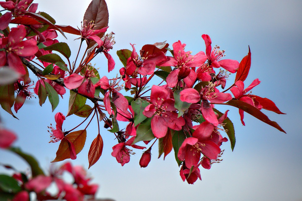 Okrasné jabloně: užijte si krásu a sbírejte drobné plody