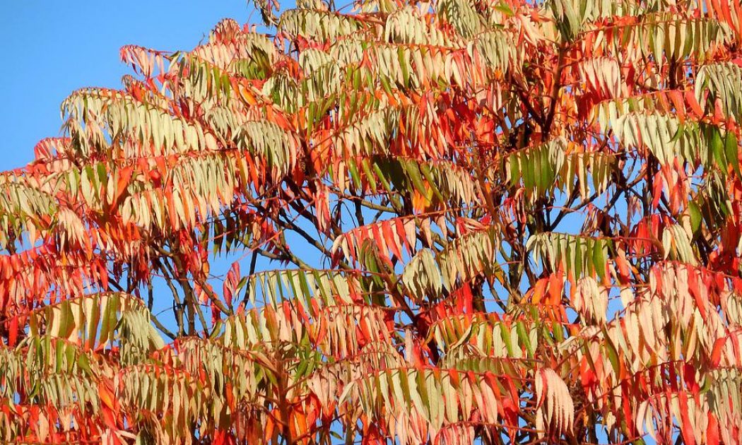 Zákeřná a jedovatá. To je nádherná škumpa orobincová