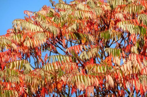 Škumpa jedovatá | Naše zahrada