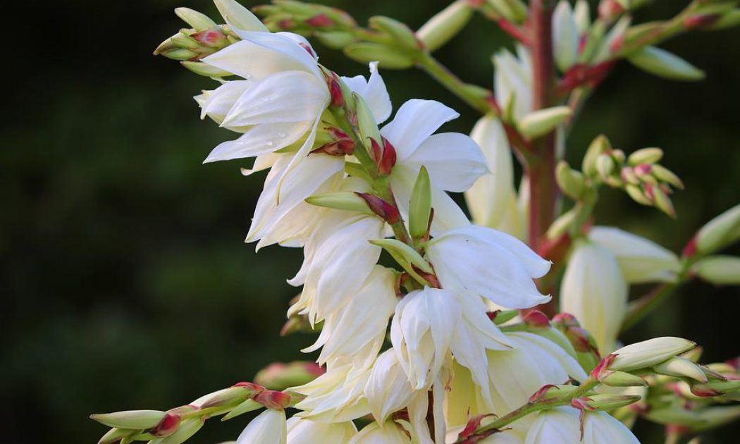 Venkovní juka není jen okrasnou rostlinou | Naše zahrada