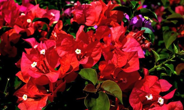 Bugenvilea a péče o ni| Naše zahrada