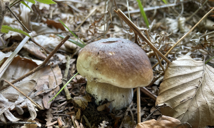 První letní hřiby dubové: Kde rostou a jak je najít