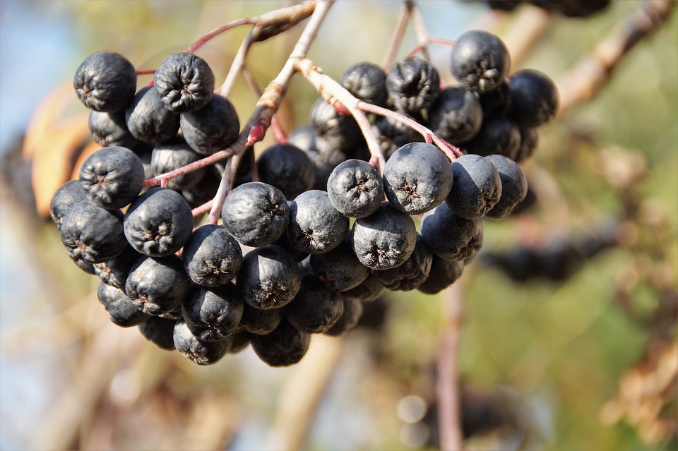 Řez arónie: tajemství výjimečné úrody tohoto vonného keře