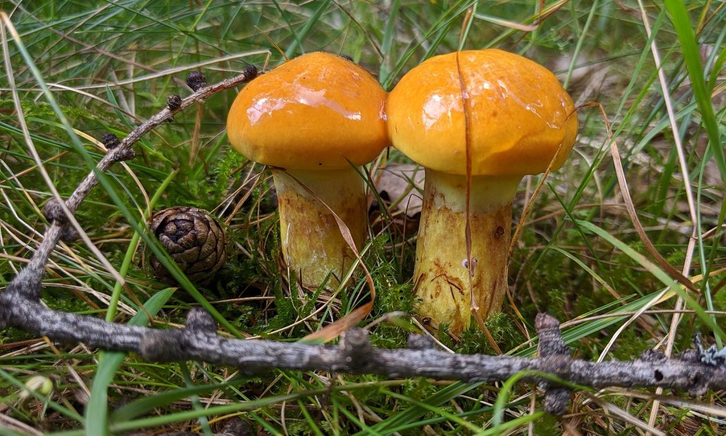 Klouzek: Skvělá houba v mnoha podobách. Nesbírejte peprného