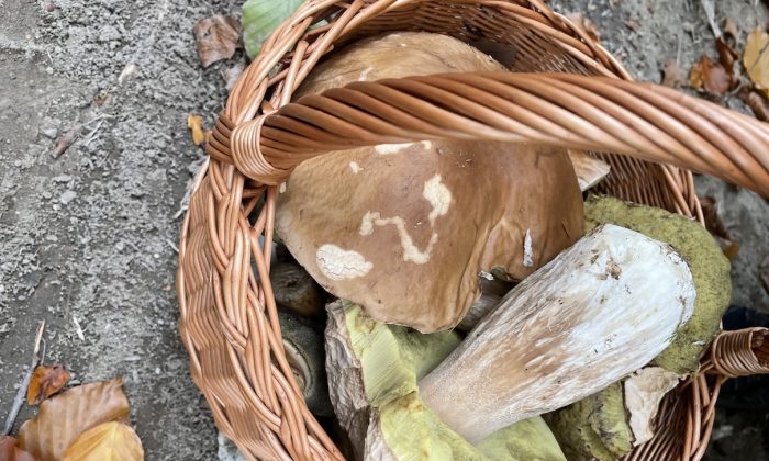 Houby, jak je ještě neznáte. Zkuste je letos zpracovat jinak