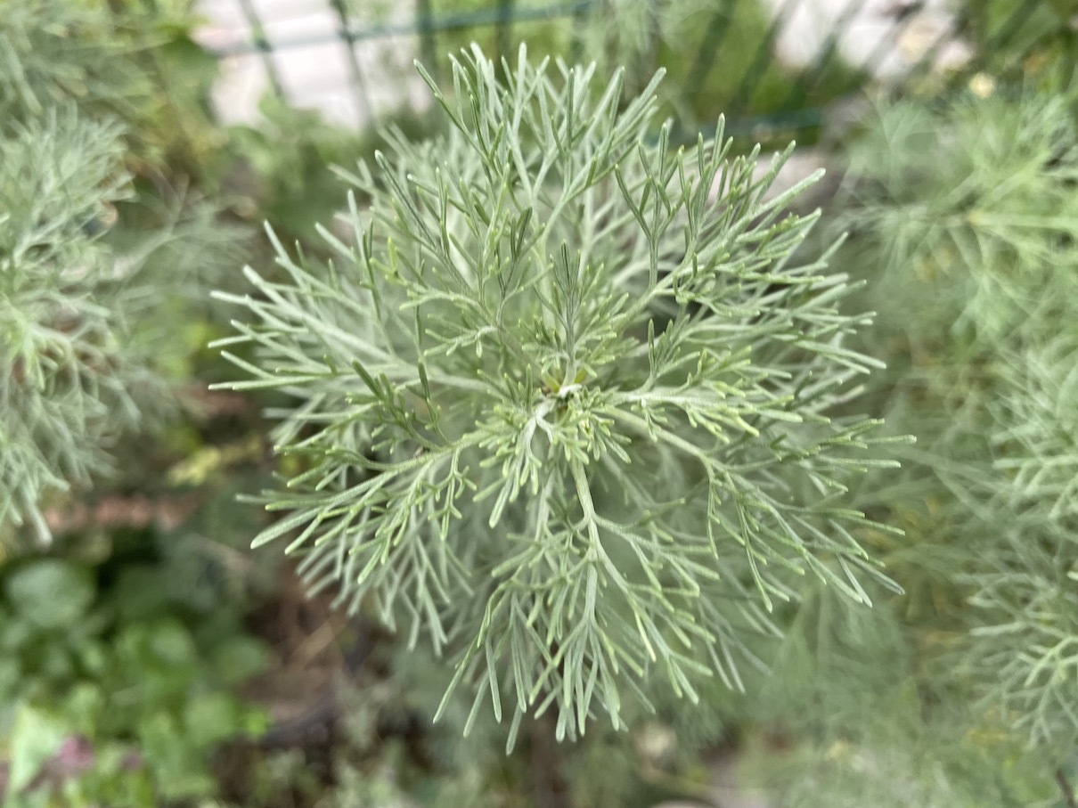 Coca Cola koření: Skvělá bylinka vytvoří domácí colu