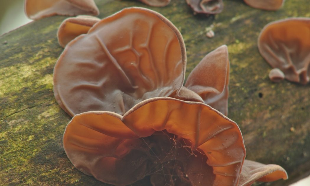 Jak správně pěstovat Jidášovo ucho, abychom předešli plísni?