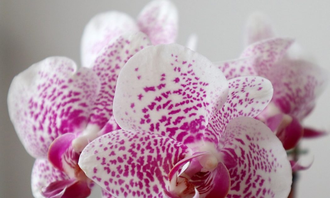 Můrovec: nejméně náročná z orchidejí. Péči zvládne každý