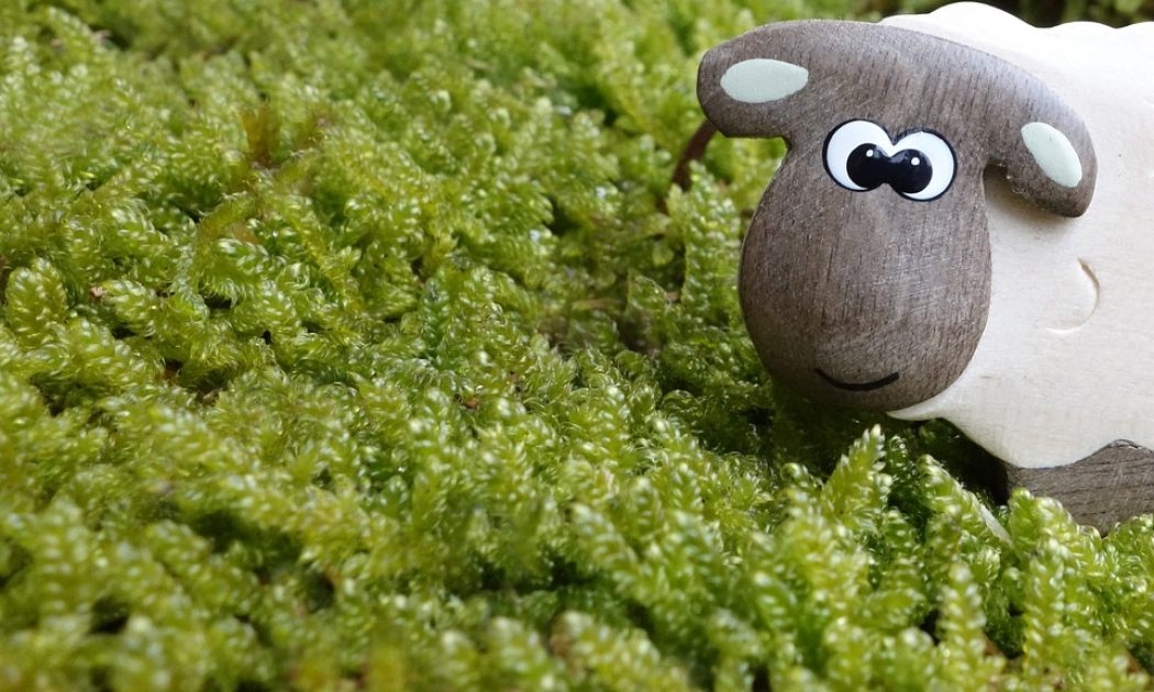 Mech může být součástí dekorací. Návod, jak se o něj starat | Naše zahrada