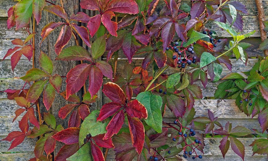Psí víno umí vytvořit neprůhledný plot. Návod na pěstování