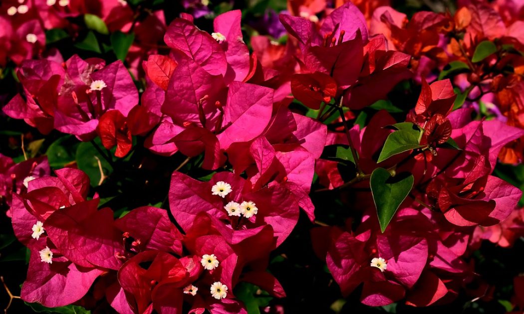 Bugenvilea: nádherná popínavá rostlina, která osvěží zahradu