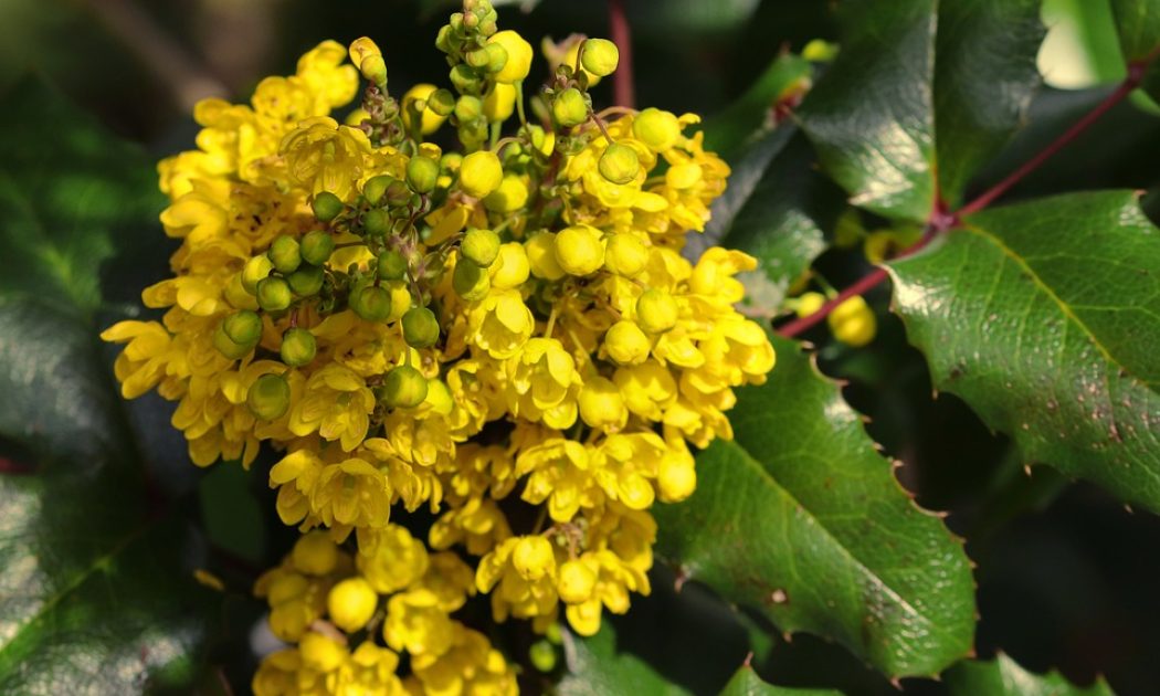 Dřišťál Jůliin: ideální jako živý plot i nenáročný solitér