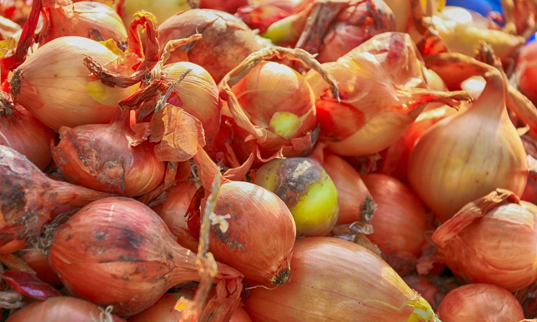 Cibule až na věky a jak ji uchovat | Naše zahrada