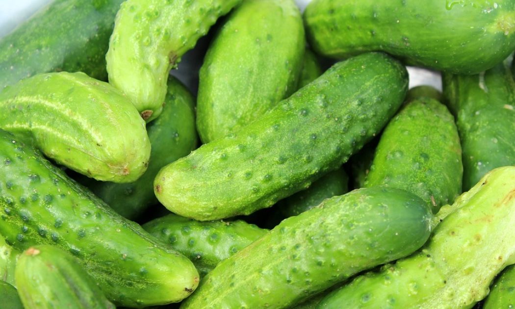 Okurky budou plodit déle a lépe | Naše zahrada