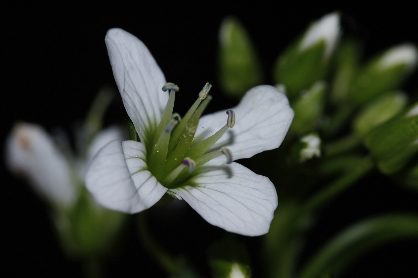 Vypěstujte si nejstarší listovou zeleninu