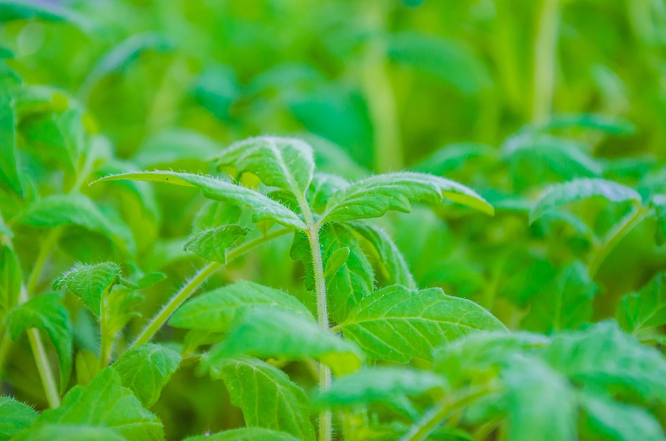 Rajčata a vyvýšené záhony: jaké jsou výhody tohoto pěstování