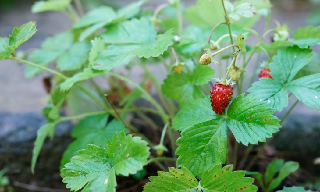 Lesní jahody můžete mít i ze semínek. Začněte s výsevem!