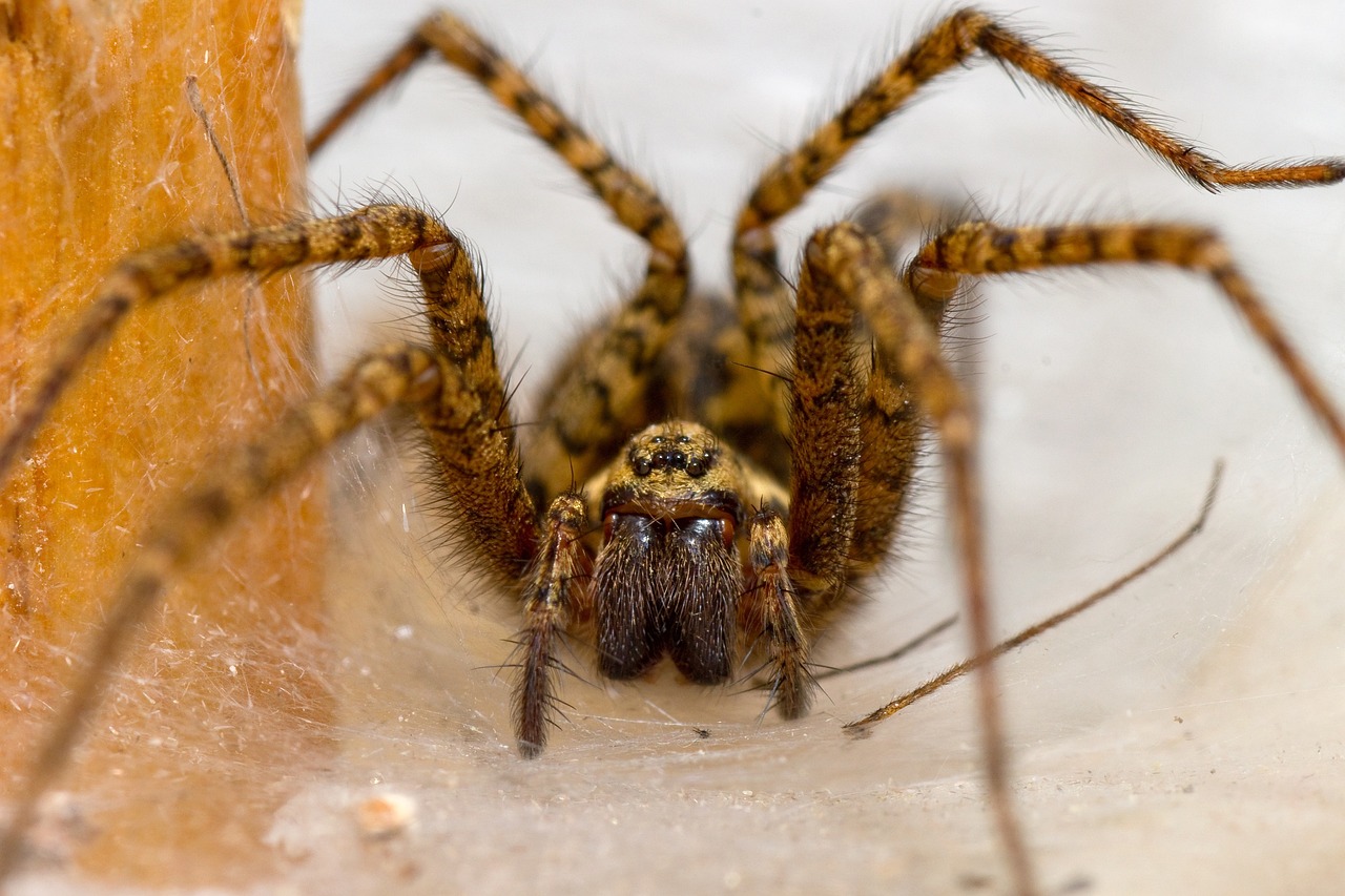 Jak se zbavit pavouků? Způsobů je více, vyberte si ten svůj!