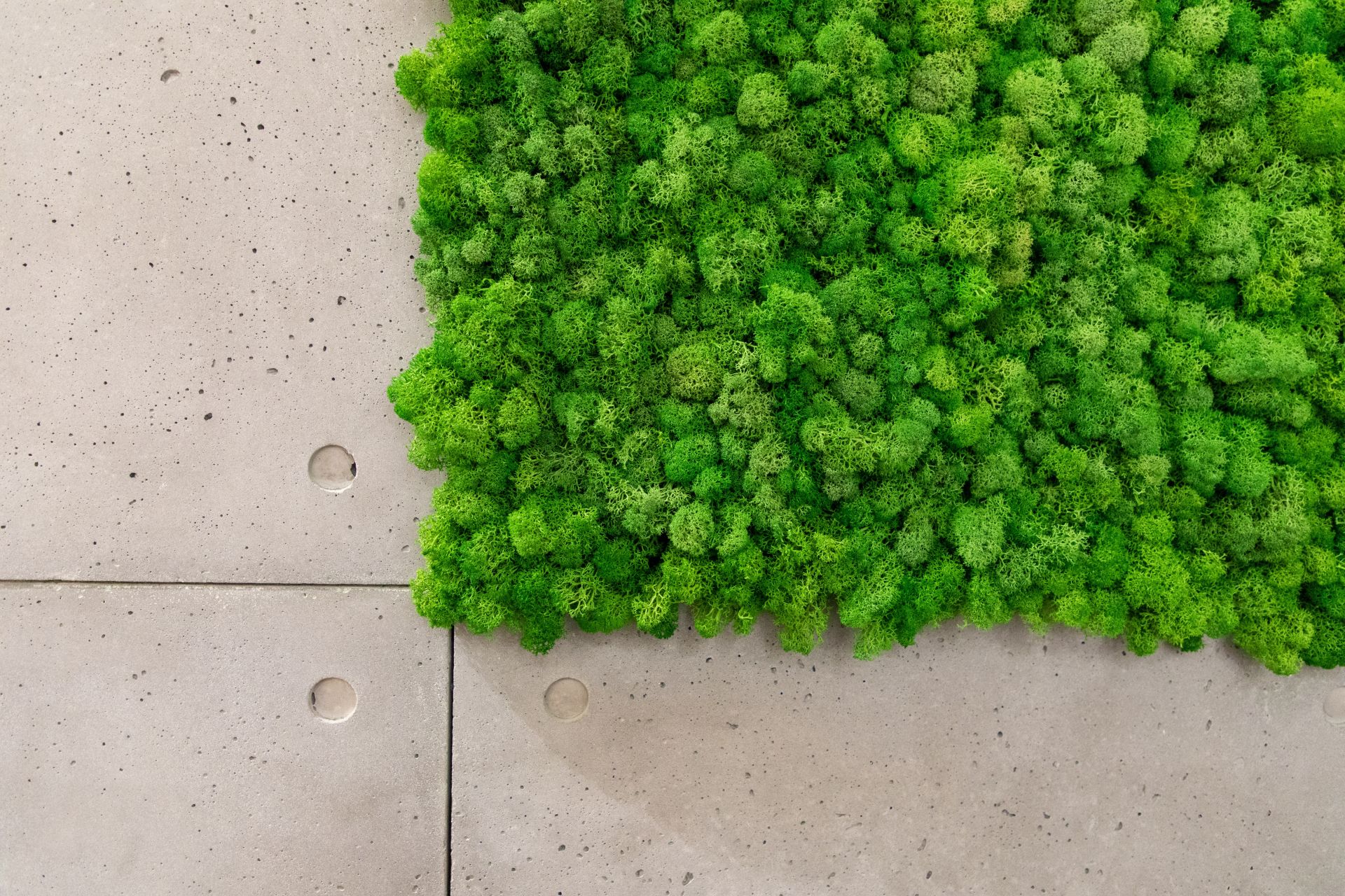 Chcete mít na zahradě rychle soukromí? Řešením je živý plot