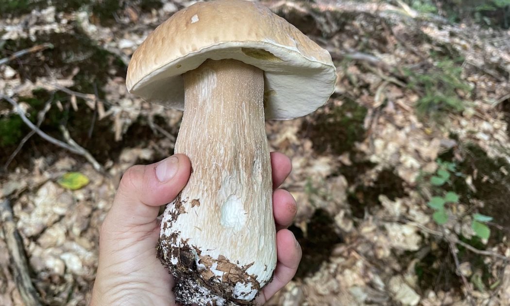 Kde najít pravé hřiby? Hřib dubový a hřib smrkový a jiné