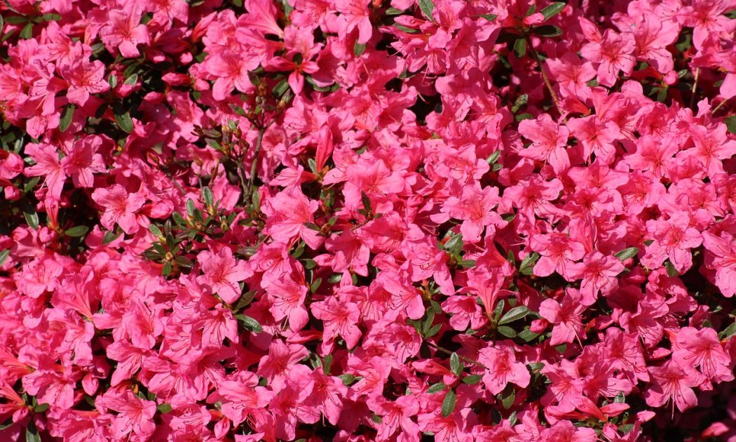 Pěstování azalky v nádobě: Pozor na nejčastější chyby