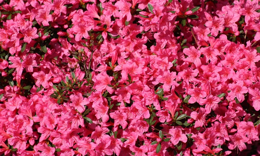 Pěstování azalky v nádobě: Pozor na nejčastější chyby