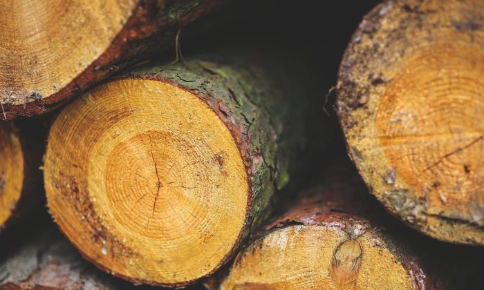 Hmyz je pro člověka důležitý. Proto mu nabízíme loggery