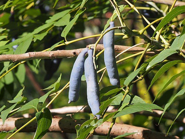 Prsty mrtvého muže: to je palečník čínský. Zpracujte jej