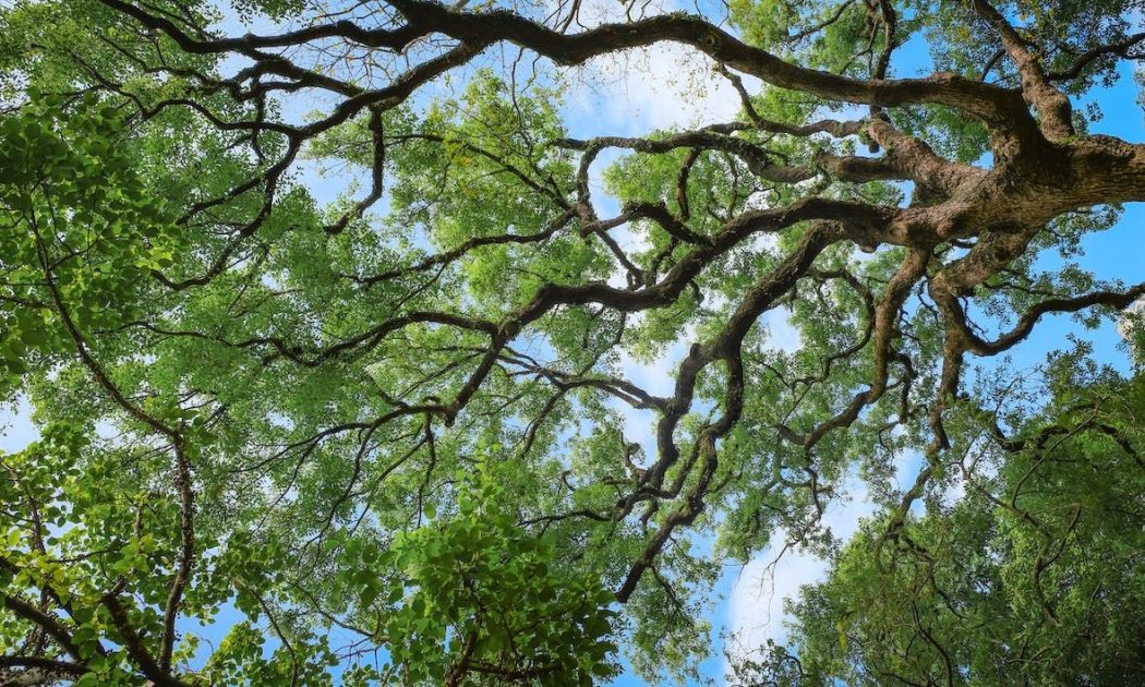 Dub letní a zimní: poznat rozdíly mezi nimi je jednoduché
