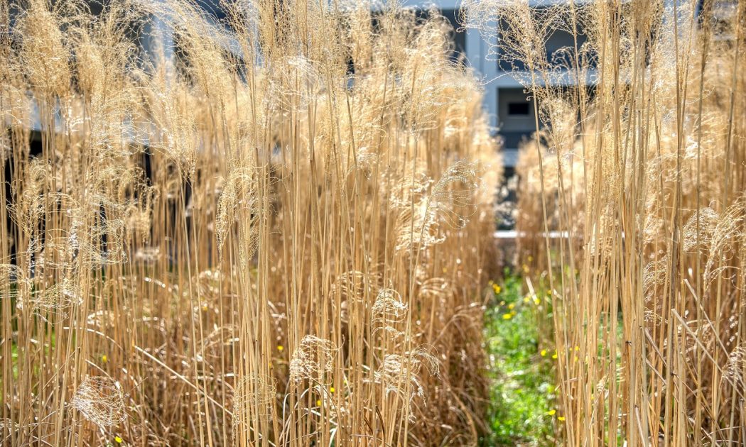 Úprava okrasných trav: Jak se střihem a kdy je správná doba