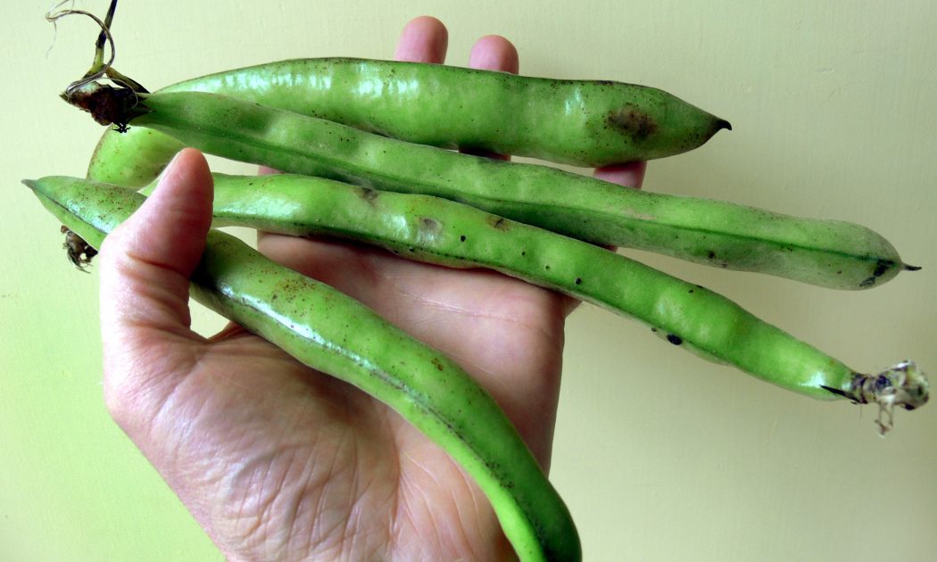 Bob zahradní: Kdy chutná nejlépe, jak na pěstování