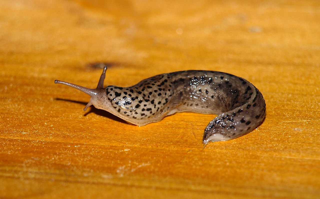 Tygrovaný slimák pomůže odehnat plzáky španělské ze zahrady