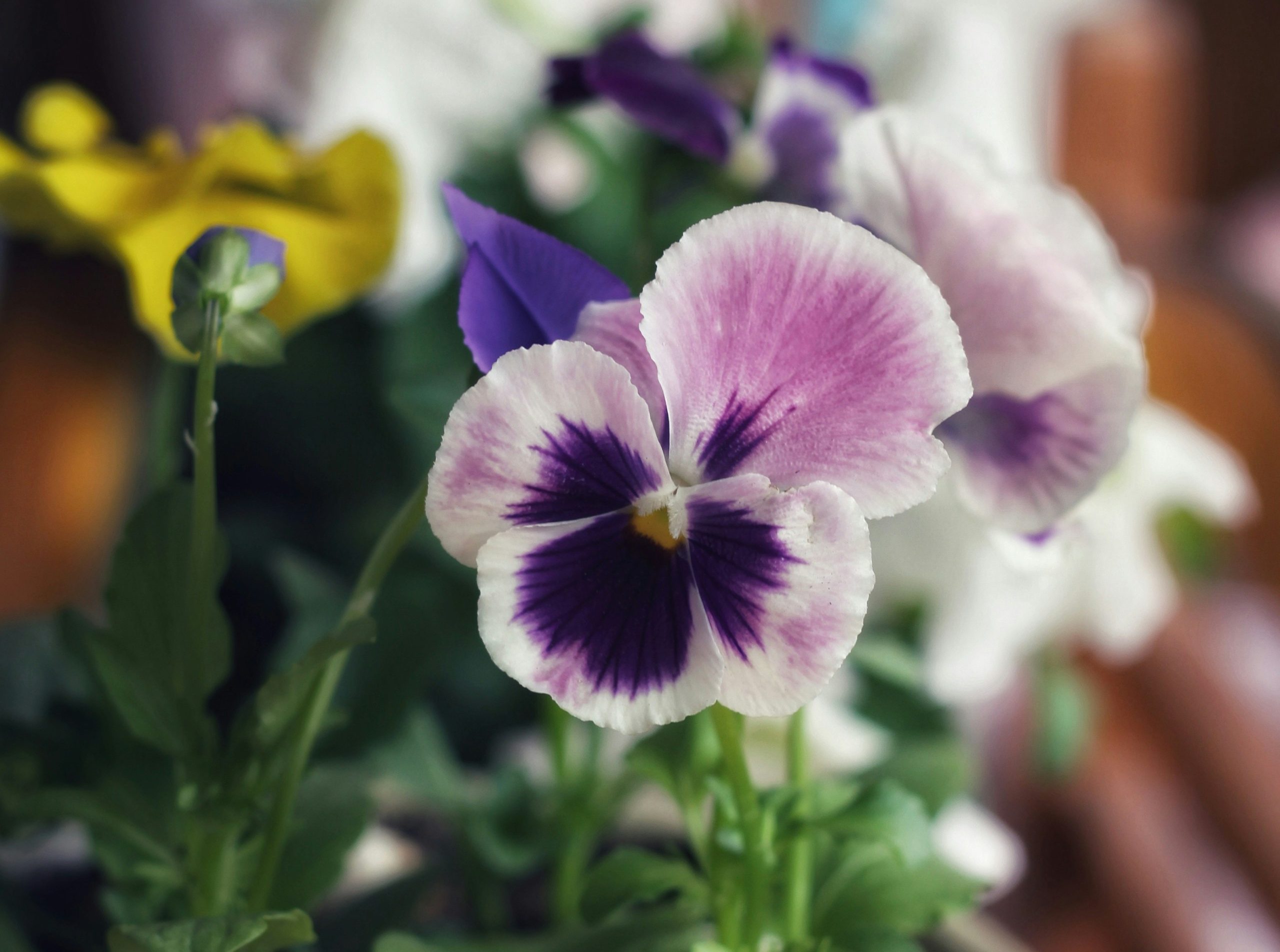 Vypěstujte si macešky! Nádherné rostliny ve spoustě barev