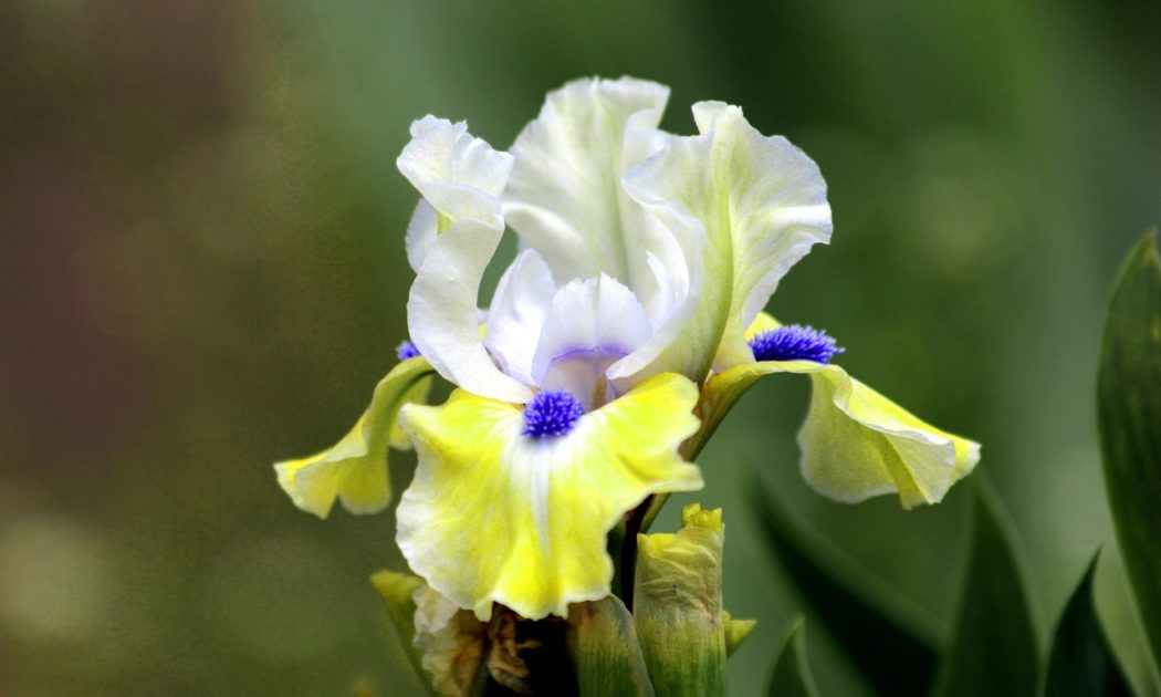 Kosatec: Kdy sázet, stříhat, přesazovat a zazimovat