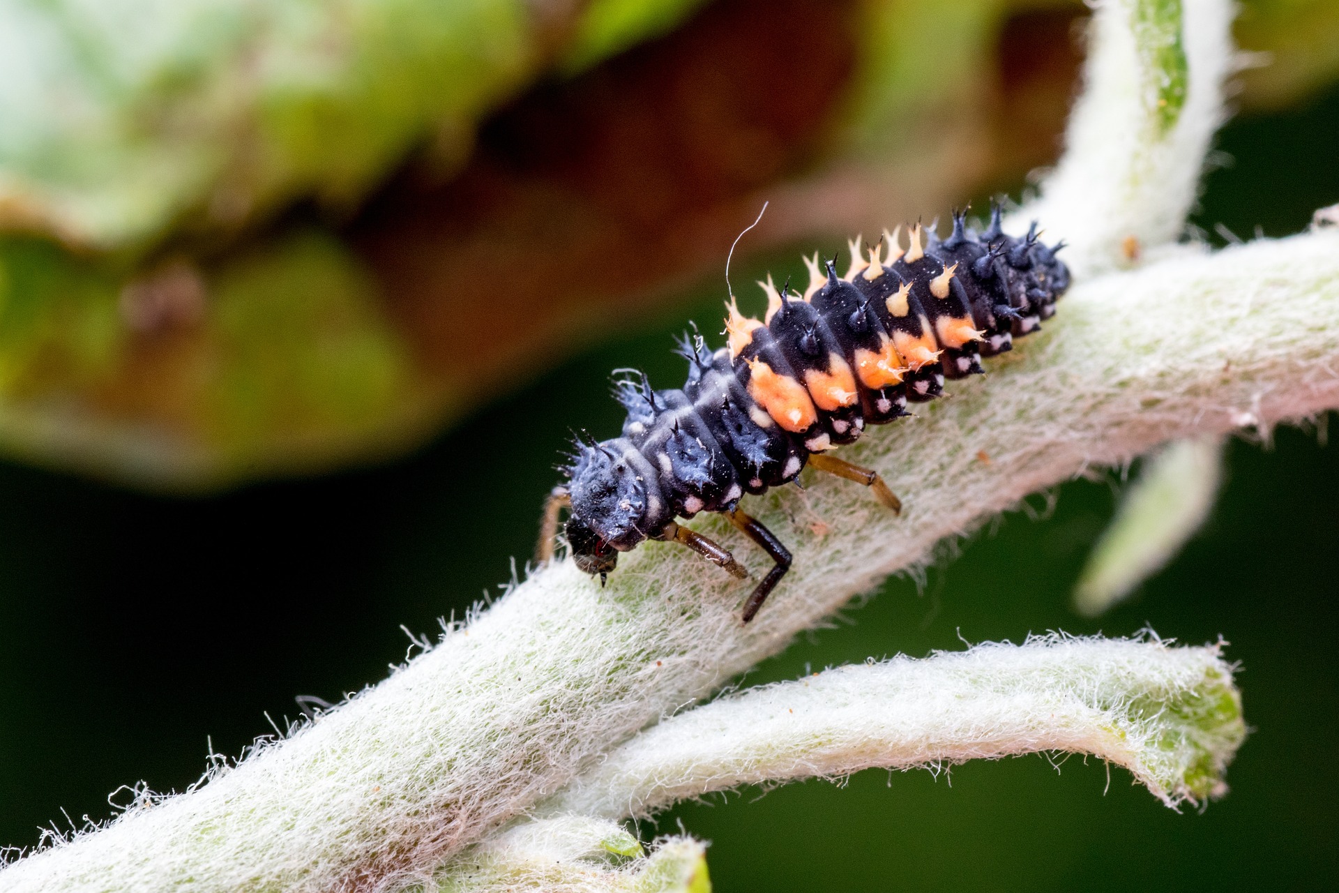 Larva berušky: vypadá hrozivě, na své zahradě ji ale chcete