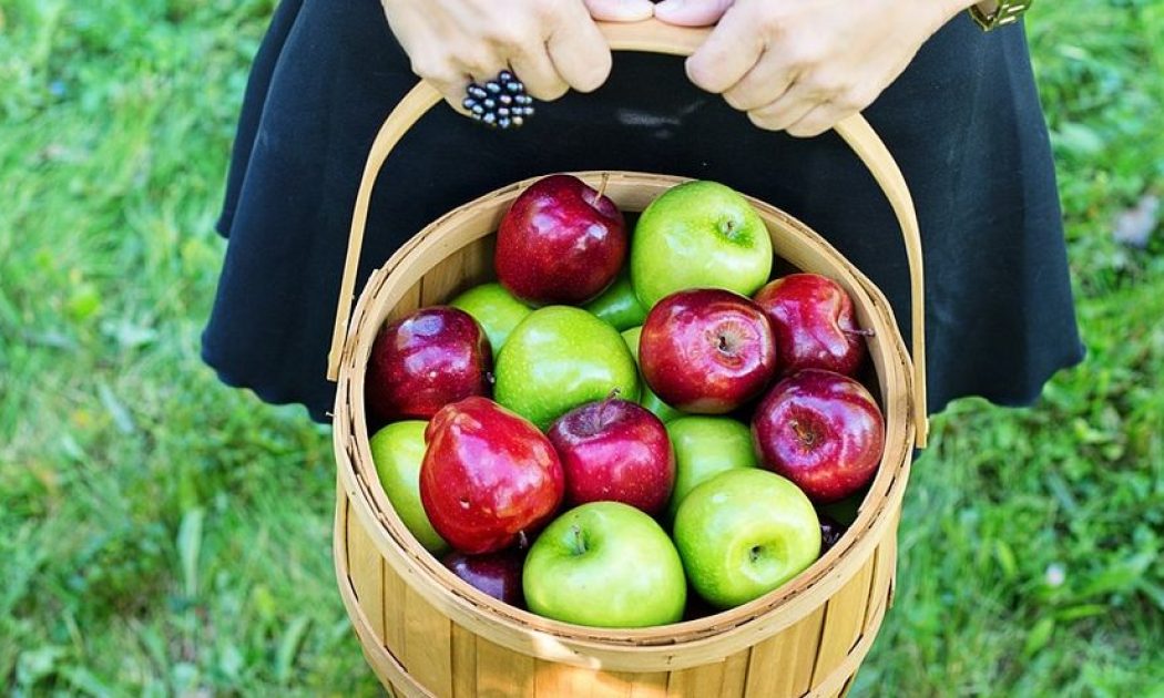 Samosběr jablek vyjde i 10x levněji | Naše zahrada