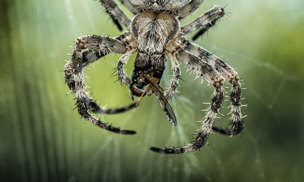 Co se stane, když doma zabijete pavouka | Naše zahrada