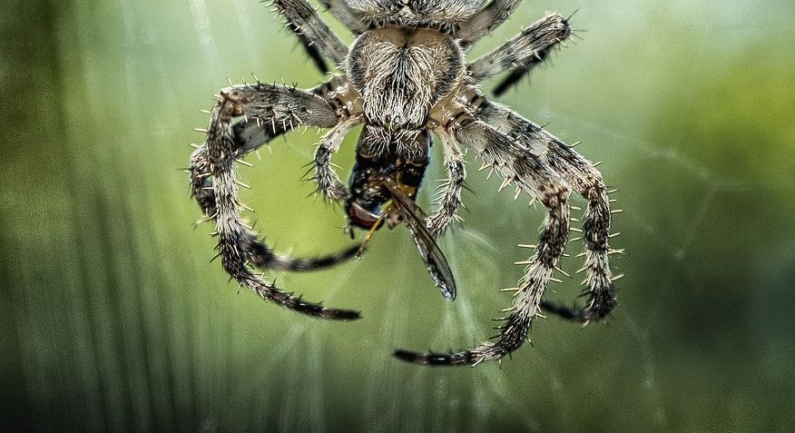 Co se stane, když doma zabijete pavouka | Naše zahrada