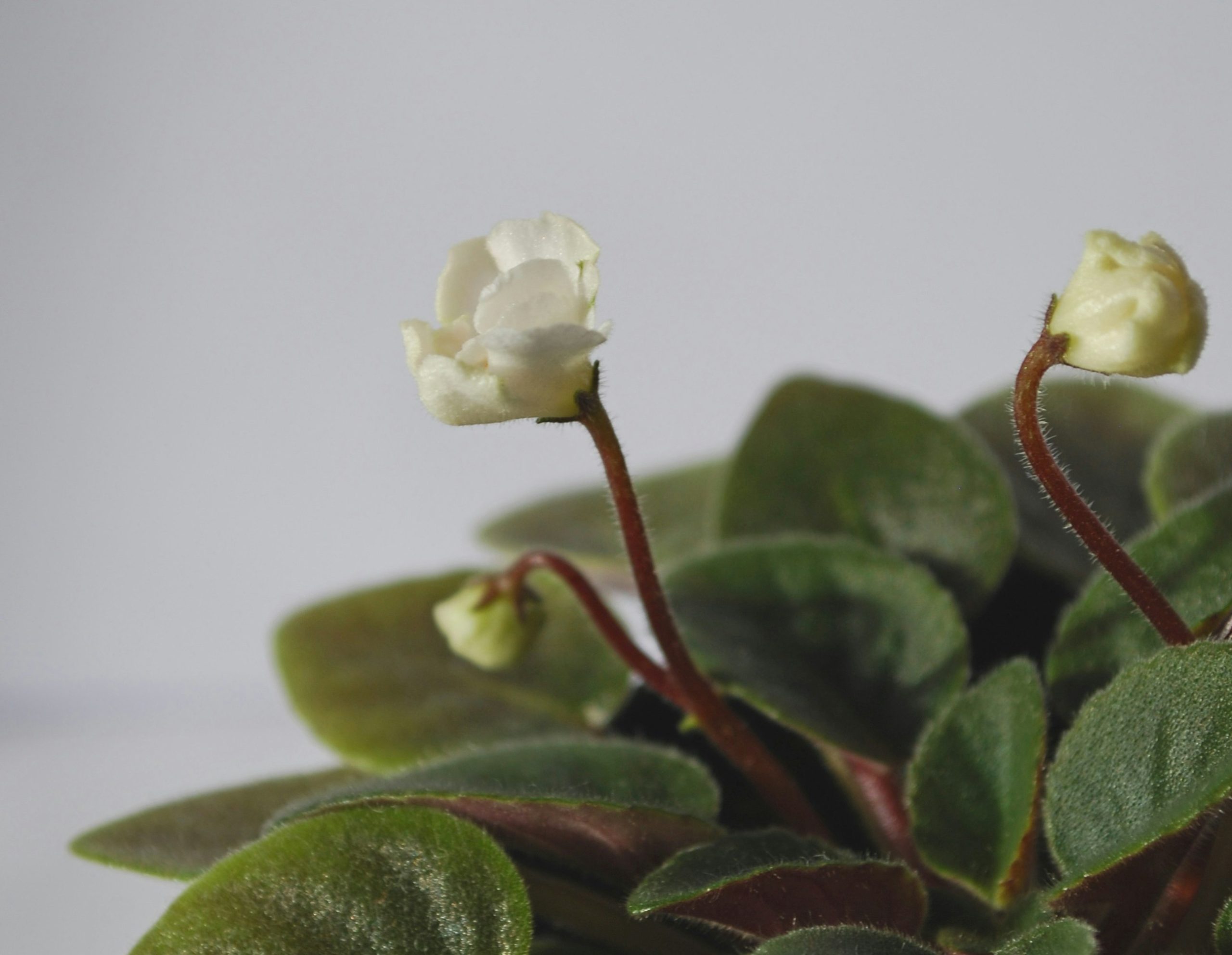 Africká fialka bude plná květů. Stačí jí vyrobit hnojivo