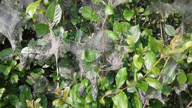 Pavučiny na stromech nejsou | Naše zahrada