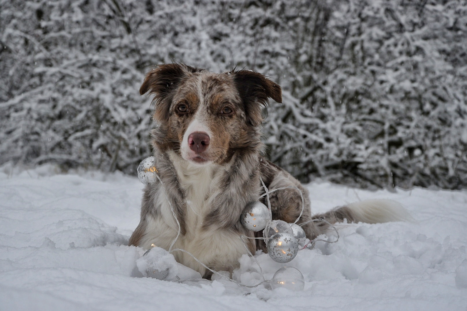 Tři signály, že tlapky vašeho psa v zimě trpí. Kdy je čas vyrazit k ...
