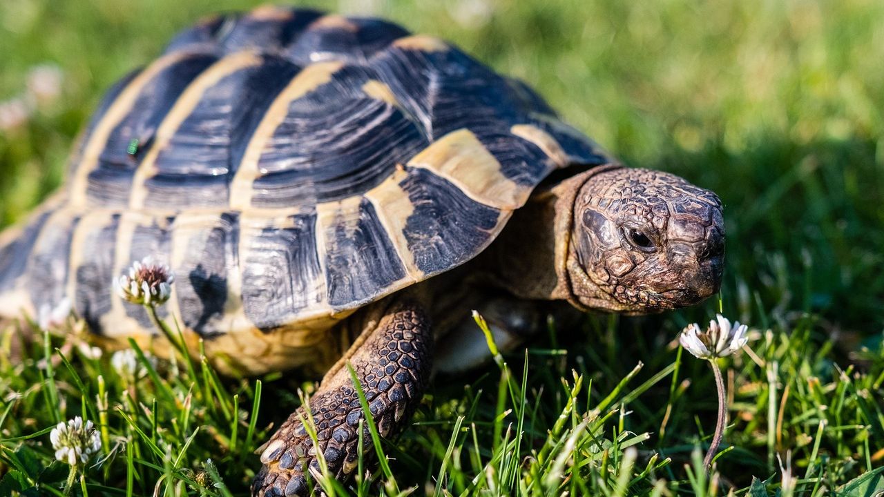Jak na věčně zdrhající želvu | Naše zahrada